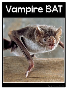 Bats Flip Book {Reading Comprehension & Craft} - CURRICULUM CASTLE