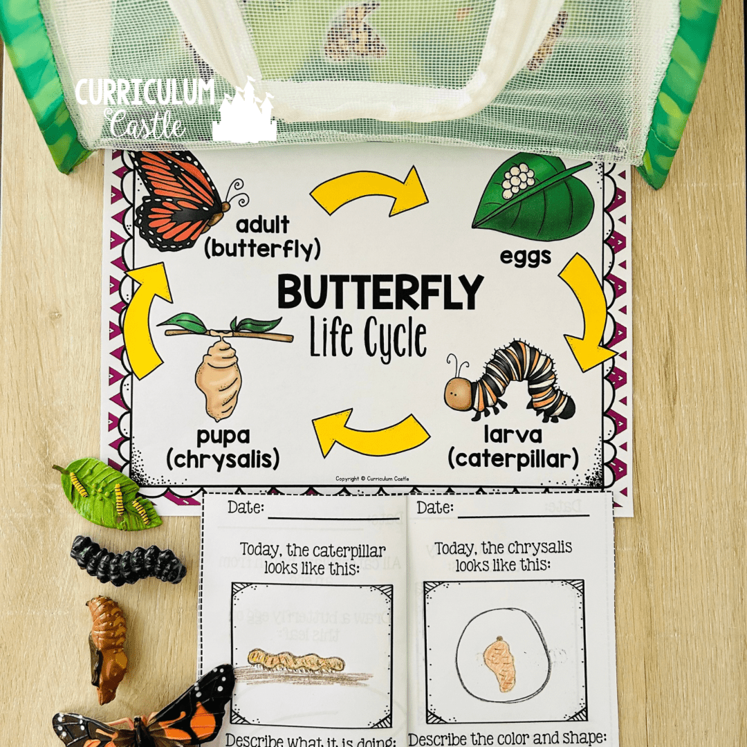Butterfly and Frog Life Cycle Investigation BUNDLE - CURRICULUM CASTLE