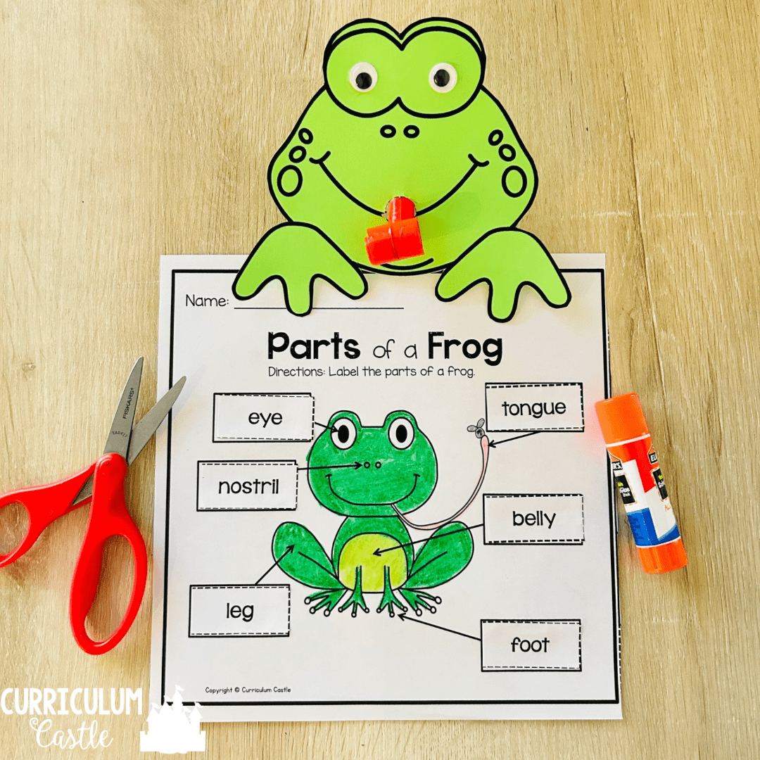 Butterfly and Frog Life Cycle Investigation BUNDLE - CURRICULUM CASTLE